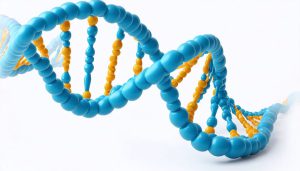 Is Muscle Growth in Your Genes? The Truth About Genetics and ...